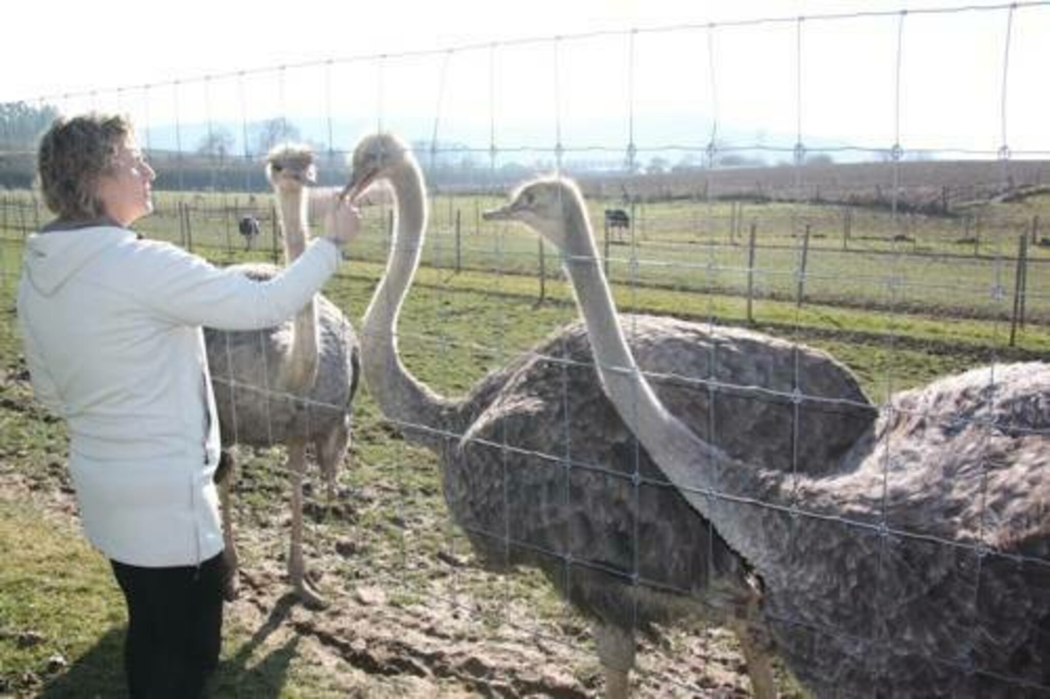 Tierisches, Menschliches, Spannendes: Strauße in Stockach-Airach: Tome ...