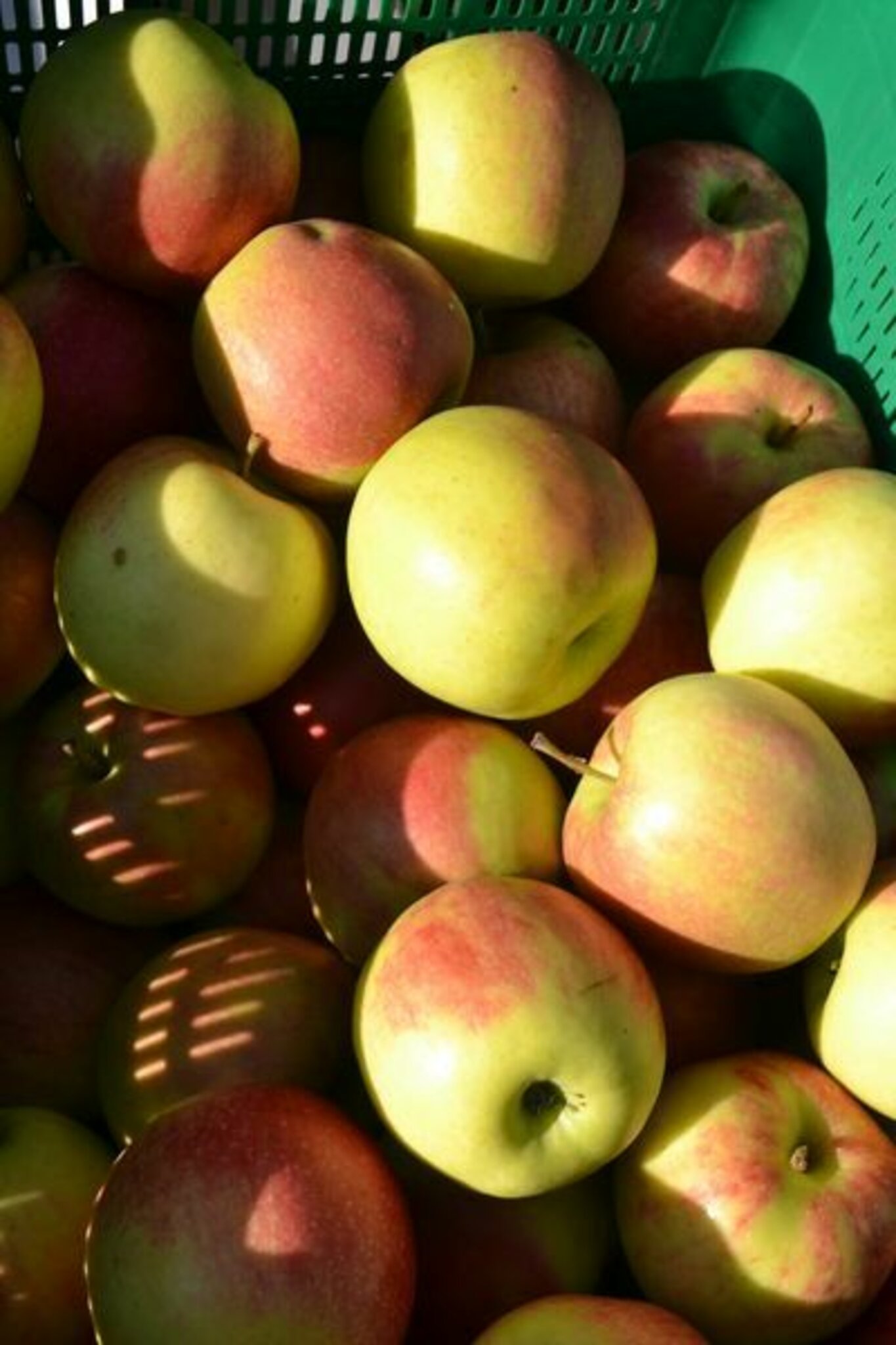 Streuobstaktion der Stadt Aach: Obstsaft zum Selbstpressen - Aach